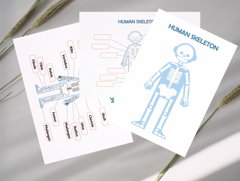 The skeletal system, Skeleton and bones activities, Anatomy | Made By ...