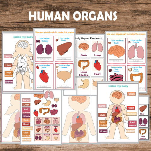 Body Organs -- Human Anatomy Activity -- Inside my body | Made By Teachers