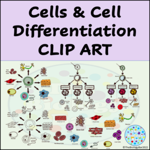 Clip Art | Made By Teachers