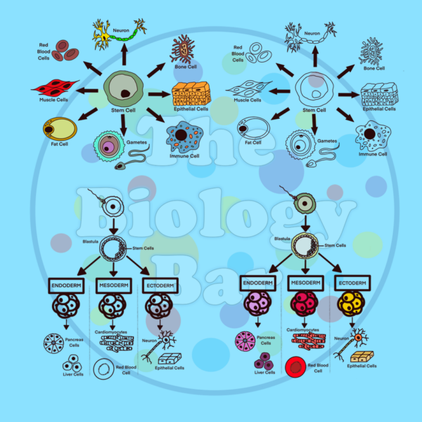 Cells & Cell Differentiation Clip Art | Made By Teachers