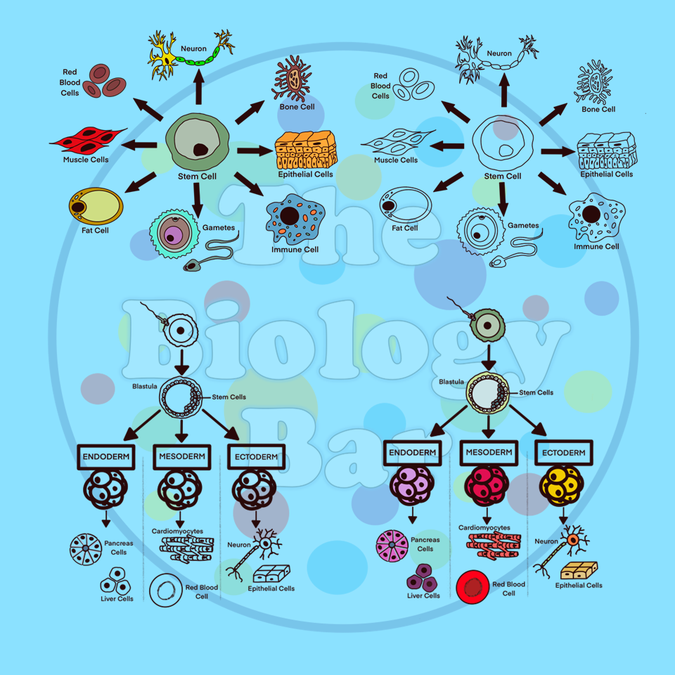 Cells & Cell Differentiation Biology Clip Art | Made By Teachers