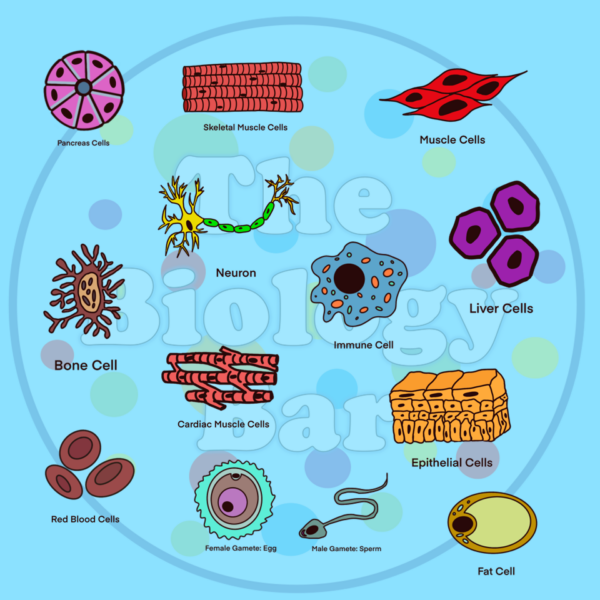 Cells & Cell Differentiation Biology Clip Art | Made By Teachers