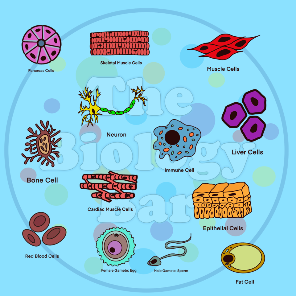 Cells & Cell Differentiation Biology Clip Art | Made By Teachers