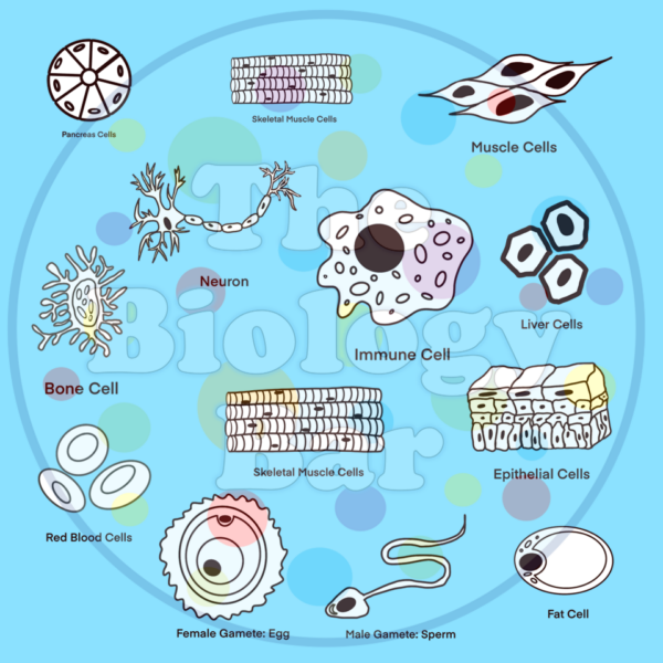 Cells & Cell Differentiation Biology Clip Art | Made By Teachers