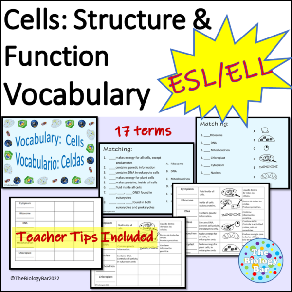ESL Biology Prokaryote vs Eukaryote Cell Vocabulary - Made By Teachers