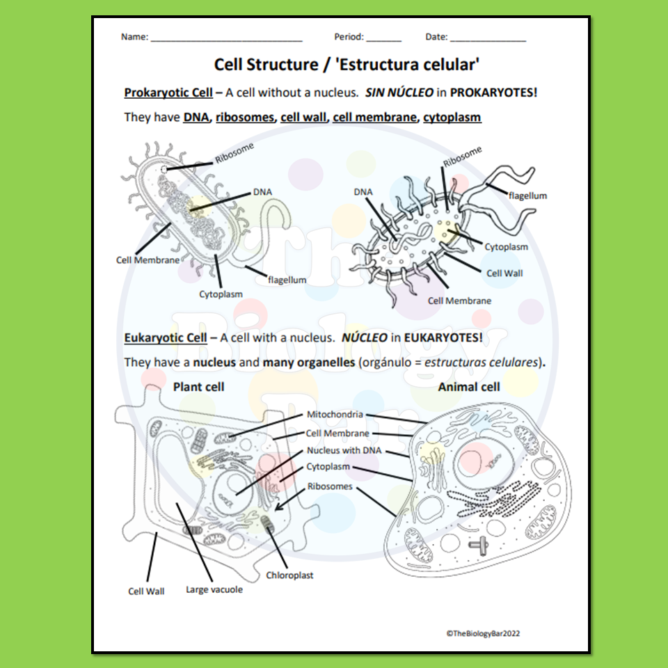 ESL Biology Cell Comparison Prokaryote Eukaryote Plant Animal Worksheet ...