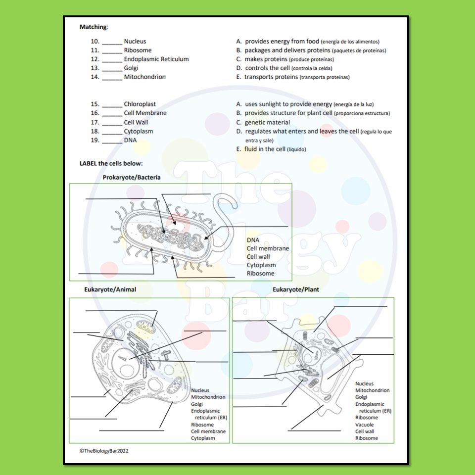 ESL Biology Prokaryote vs Eukaryote Cell Worksheet | Made By Teachers