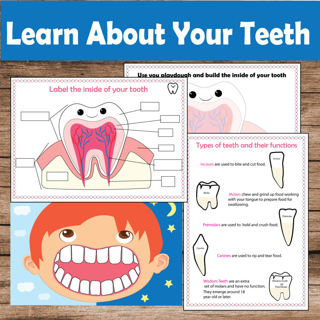 Dental Care, Preschool Anatomy, All About Teeth, Human Anatomy ...