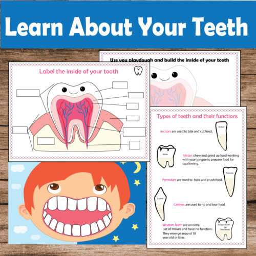 Dental Care, Preschool Anatomy, All About Teeth, Human Anatomy ...