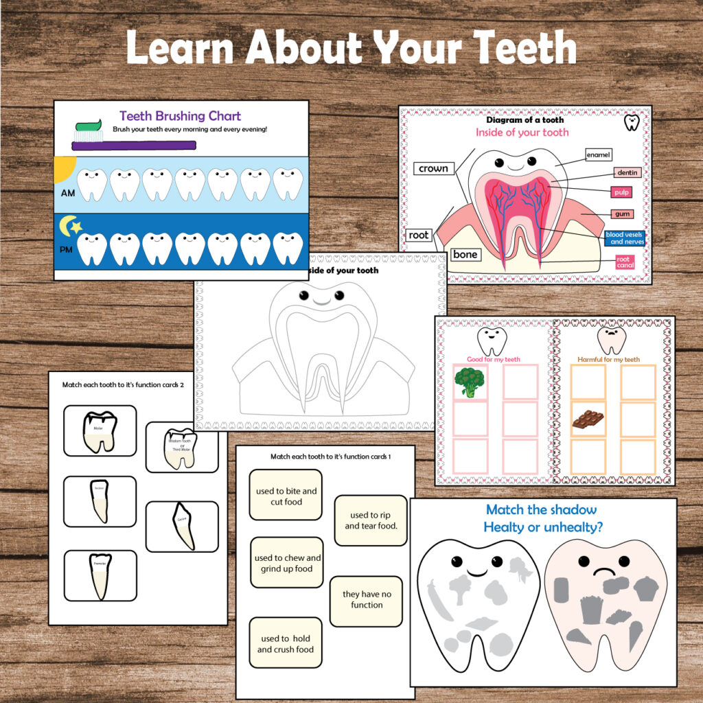 Dental Care, Preschool Anatomy, All About Teeth, Human Anatomy ...