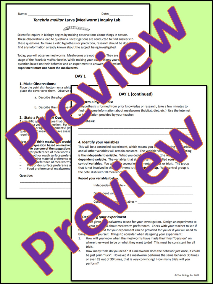 Inquiry Lab Mealworms Student Designed | Made By Teachers