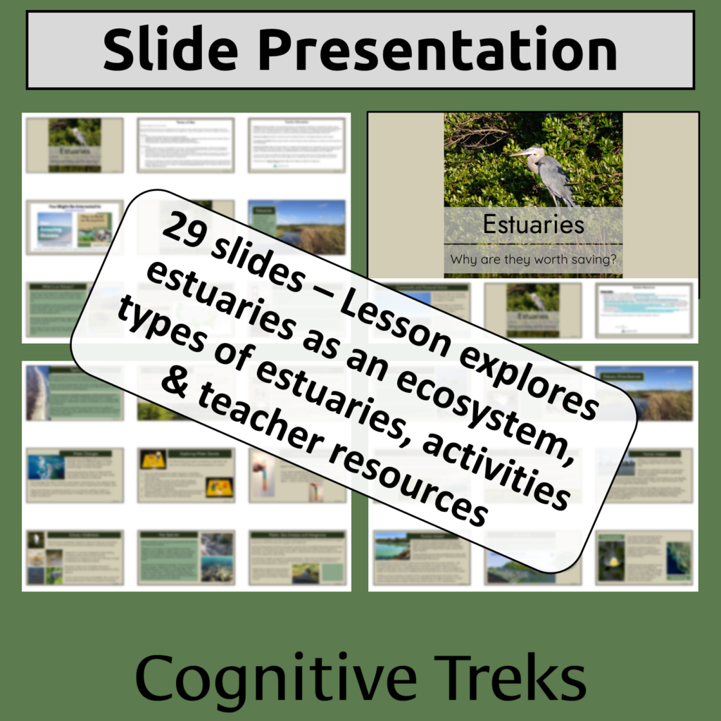 Wetland & Estuary Ecosystems | Ecology & Human Impact | Lesson/Notes ...