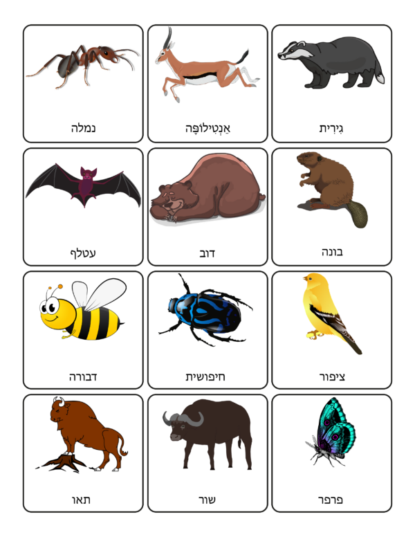 119 Hebrew Animals' Names Vocabulary Flashcards Labels for Classroom ...