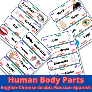 Multilingual ESL Human Body Parts Labels English Chinese Arabic Russian ...