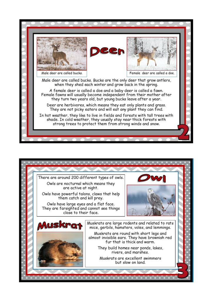 Stranger in the Woods Reading Comprehension | Made By Teachers