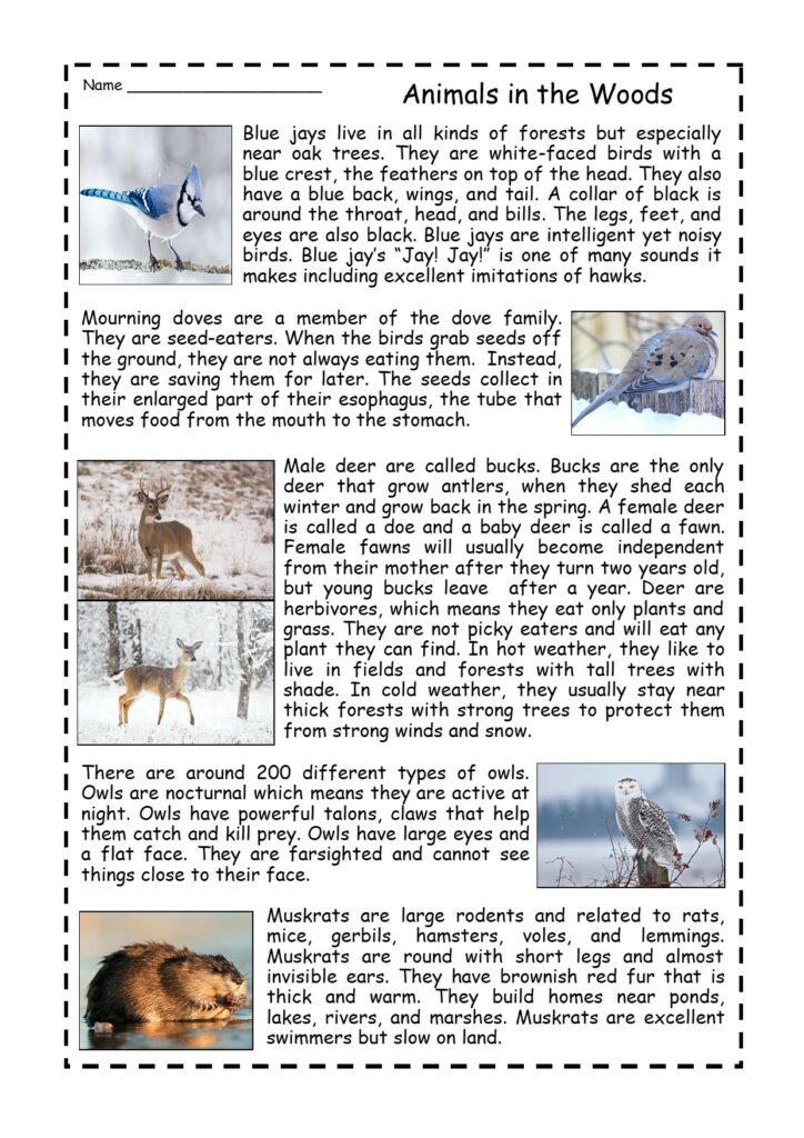 Stranger in the Woods Reading Comprehension - Made By Teachers