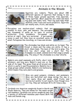 Stranger in the Woods Reading Comprehension | Made By Teachers