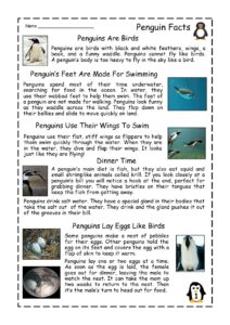 Penguin Facts Reading Comprehension Passage | Made By Teachers