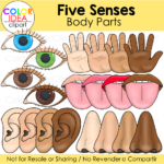 Five Senses - Body Parts | Made By Teachers