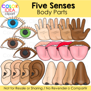 Five Senses Bundle | Made By Teachers
