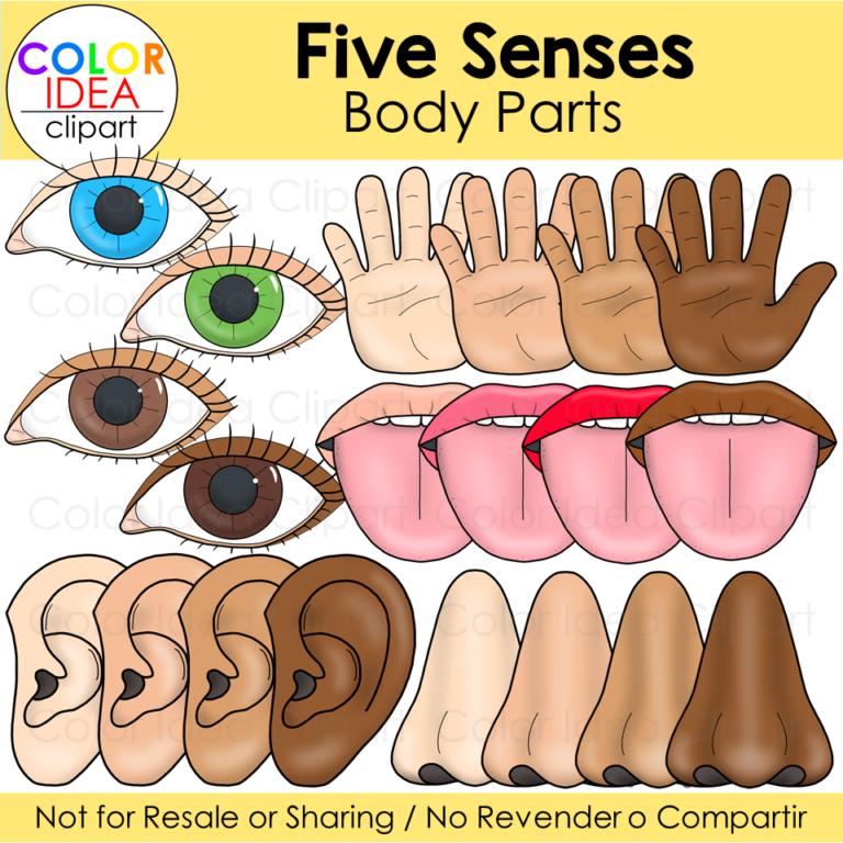 Five Senses - Body Parts | Made By Teachers