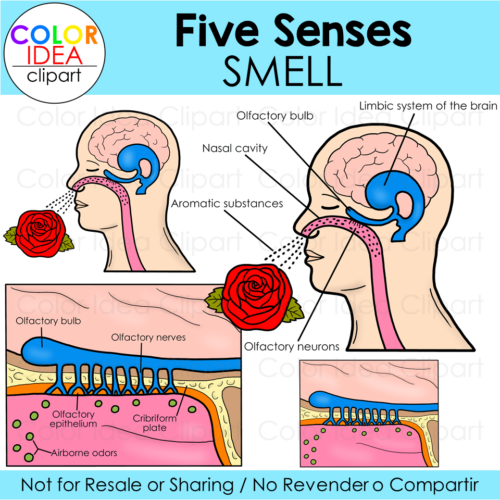 Five Senses - Smell | Made By Teachers