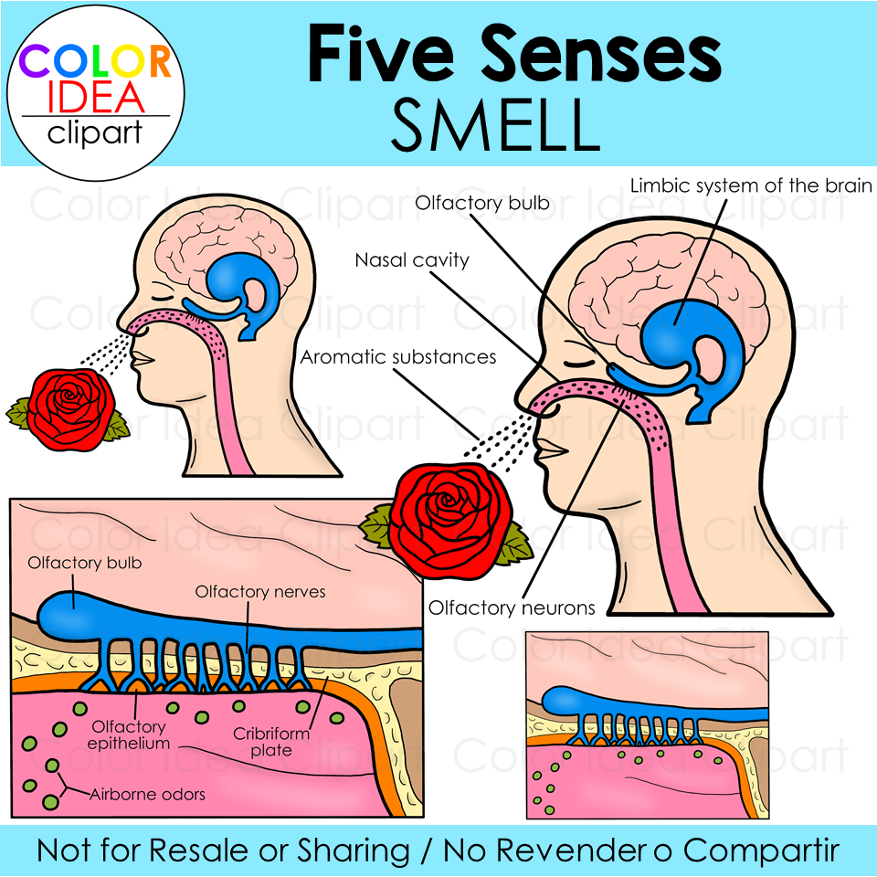 Five Senses - Smell | Made By Teachers