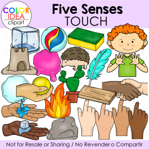 Five Senses Bundle | Made By Teachers