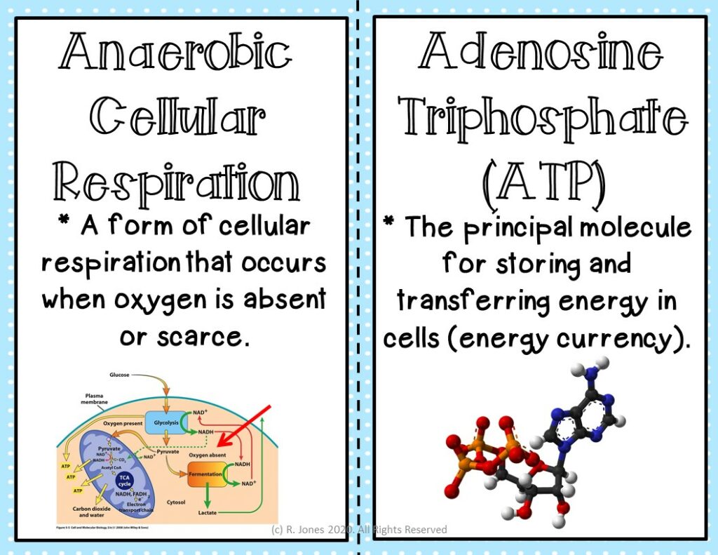 Word Wall Vocabulary Posters for All BIOLOGY Units HIGH SCHOOL 272 ...
