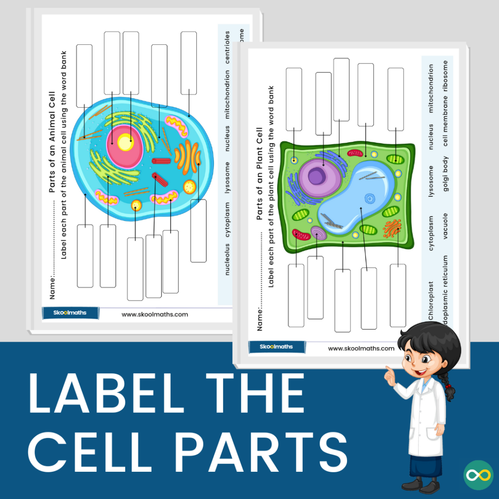 Complete Plant and Animal Cell Worksheets and Activity Cards | Made By ...