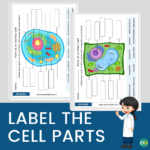 Complete Plant and Animal Cell Worksheets and Activity Cards | Made By ...
