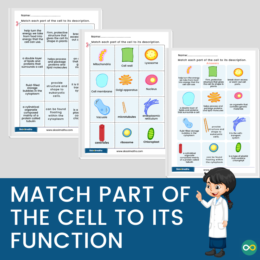 Complete Plant and Animal Cell Worksheets and Activity Cards | Made By ...