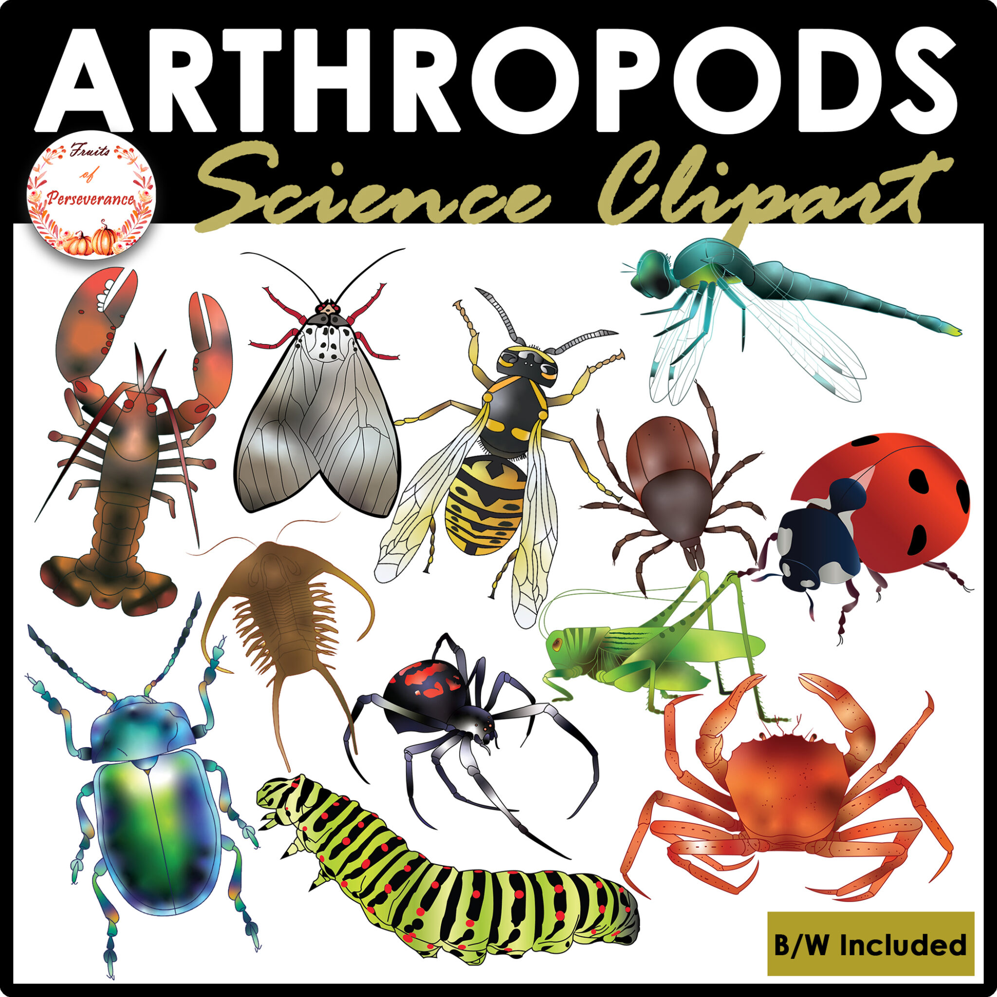 Arthropods Realistic Clipart | Invertebrates Animal Clip Art | Made By ...