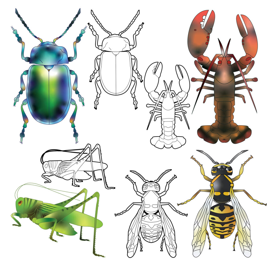 Arthropods Realistic Clipart | Invertebrates Animal Clip Art | Made By ...