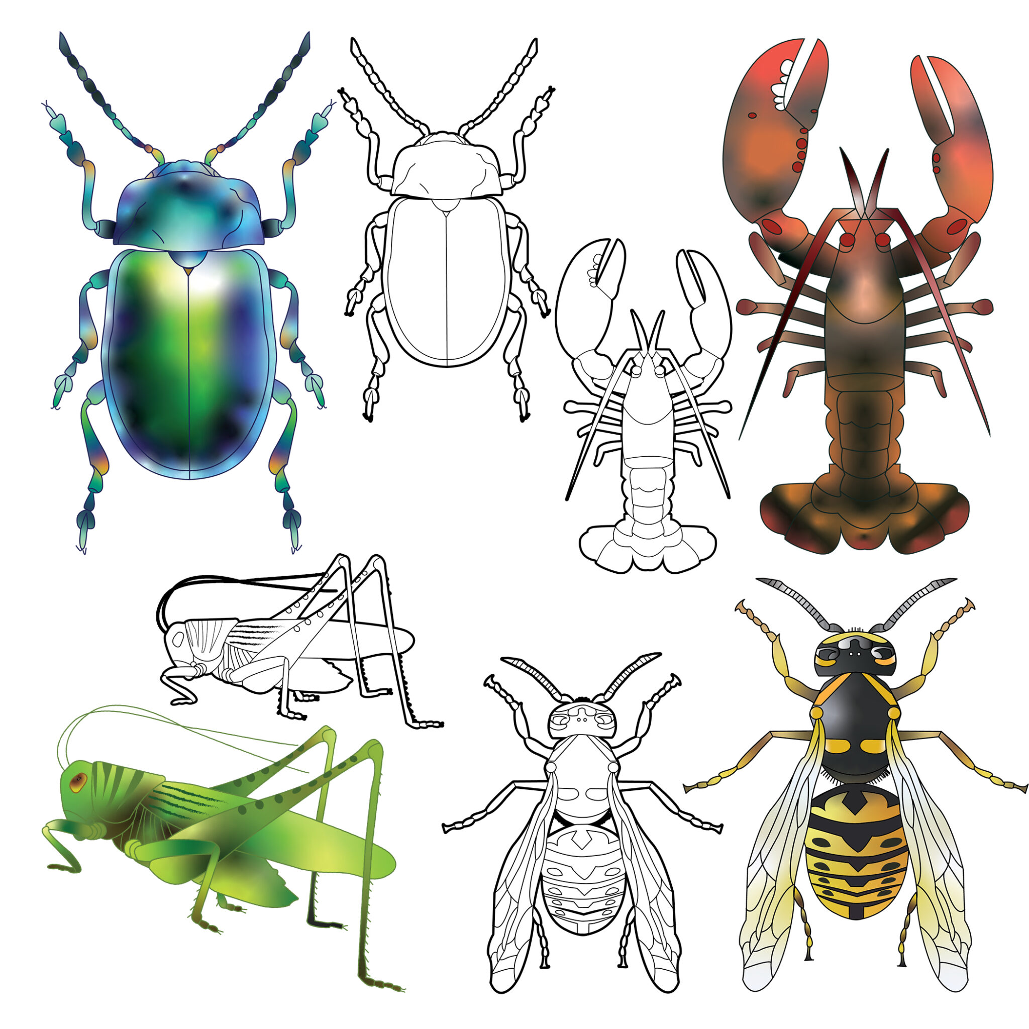 Arthropods Realistic Clipart | Invertebrates Animal Clip Art | Made By ...