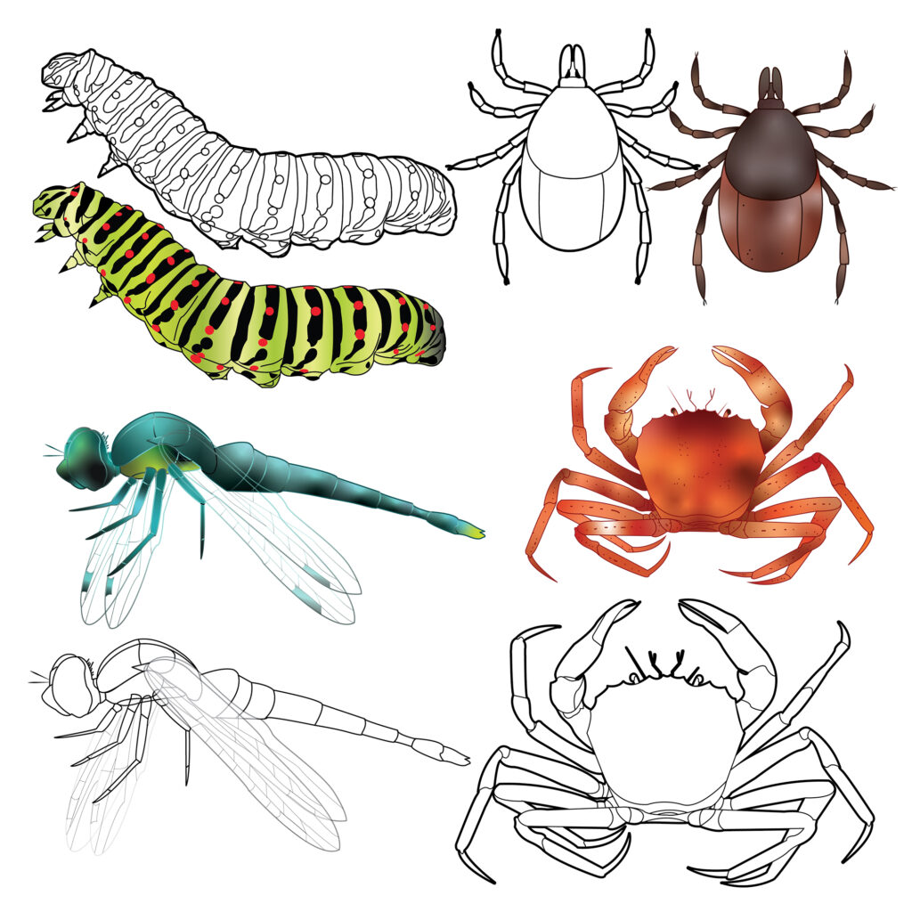 Arthropods Realistic Clipart | Invertebrates Animal Clip Art | Made By ...