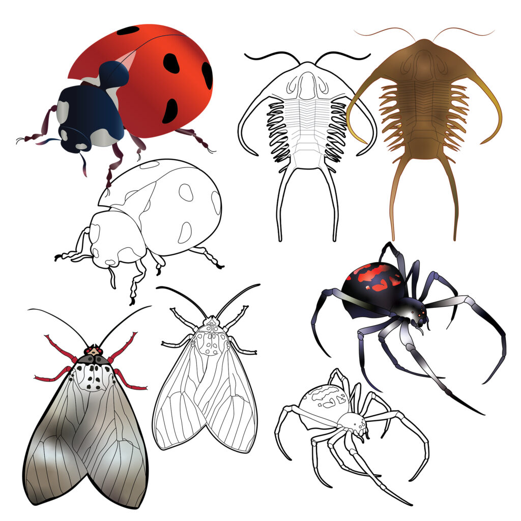 Arthropods Realistic Clipart | Invertebrates Animal Clip Art | Made By ...