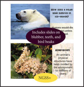 Animal Adaptations PowerPoint - Made By Teachers