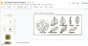 Forensic Science: Leaf Identification - Yosemite Gold Heist | Made By ...