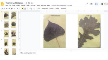 Forensic Science: Leaf Identification - Yosemite Gold Heist | Made By ...