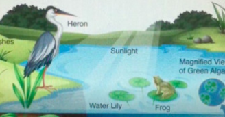 7.LS2.3 Cycling of Matter Video Lab | Made By Teachers