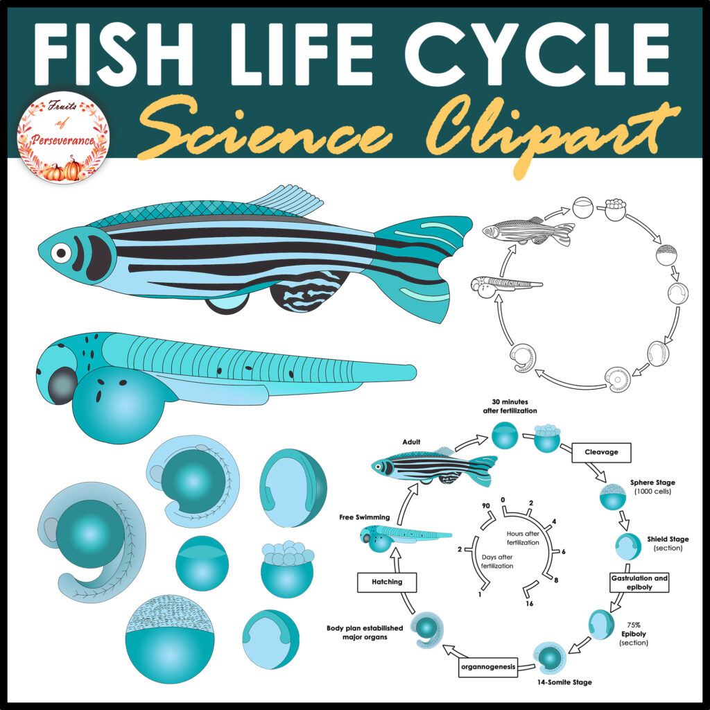 Fish Life Cycle Clipart | Animals Clip Art | Made By Teachers