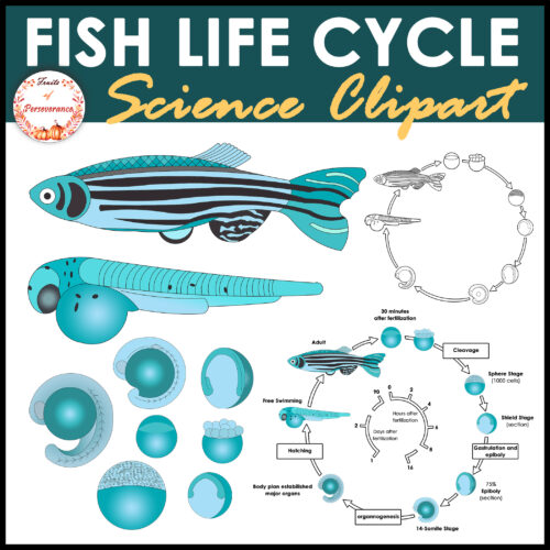 Fish Life Cycle Clipart | Animals Clip Art | Made By Teachers