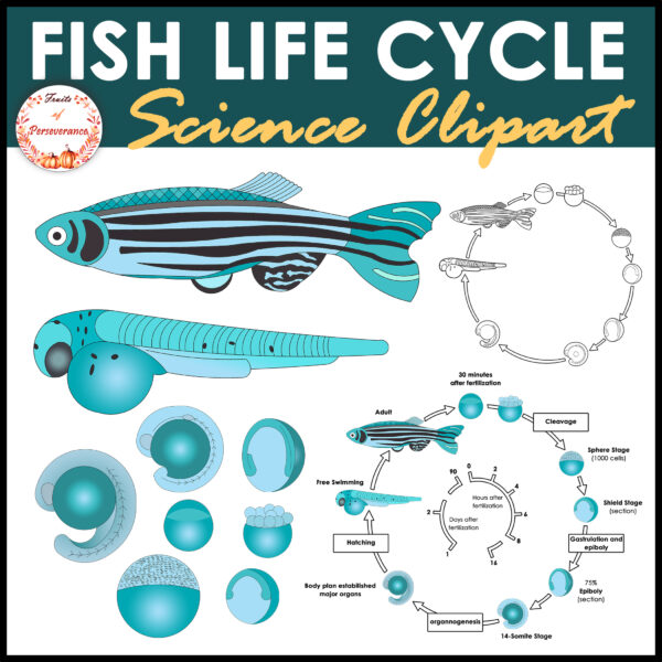 Fish Life Cycle Clipart | Animals Clip Art | Made By Teachers