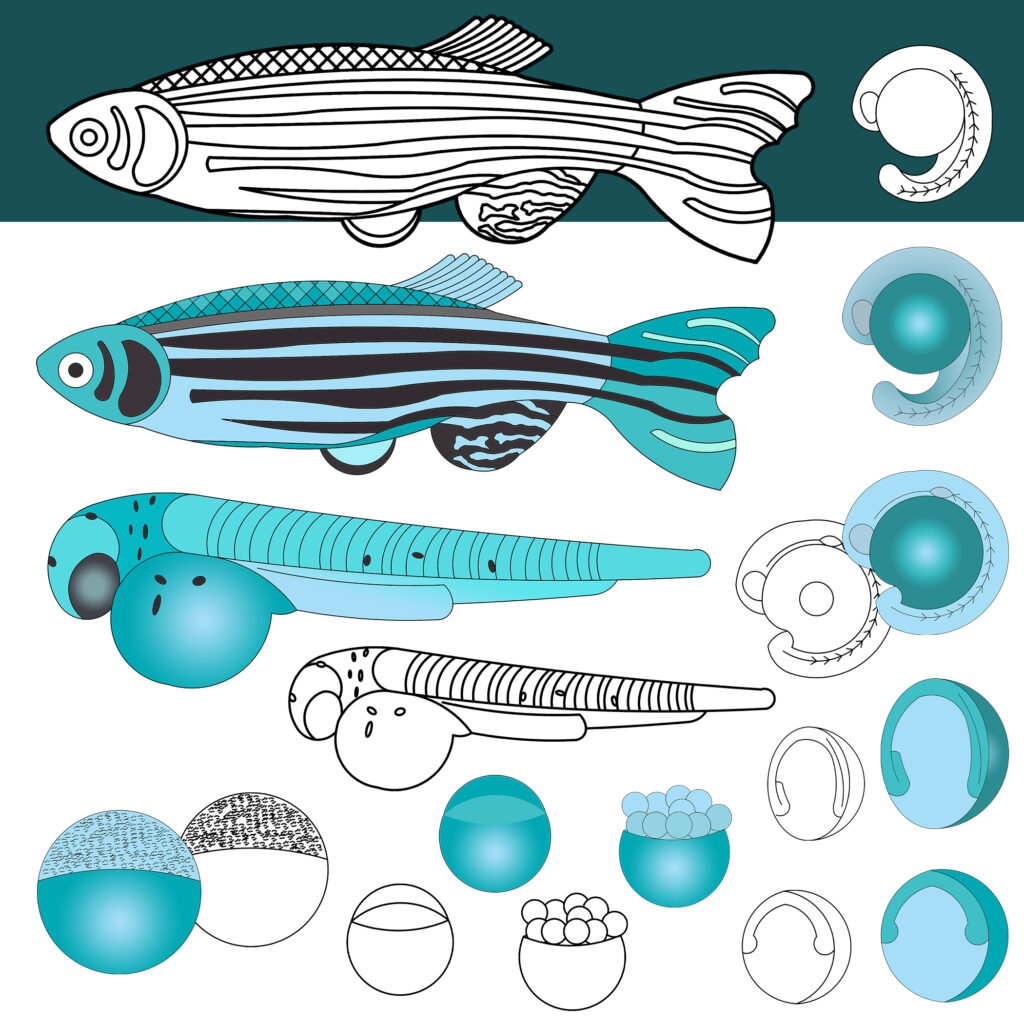 Fish Life Cycle Clipart | Animals Clip Art | Made By Teachers