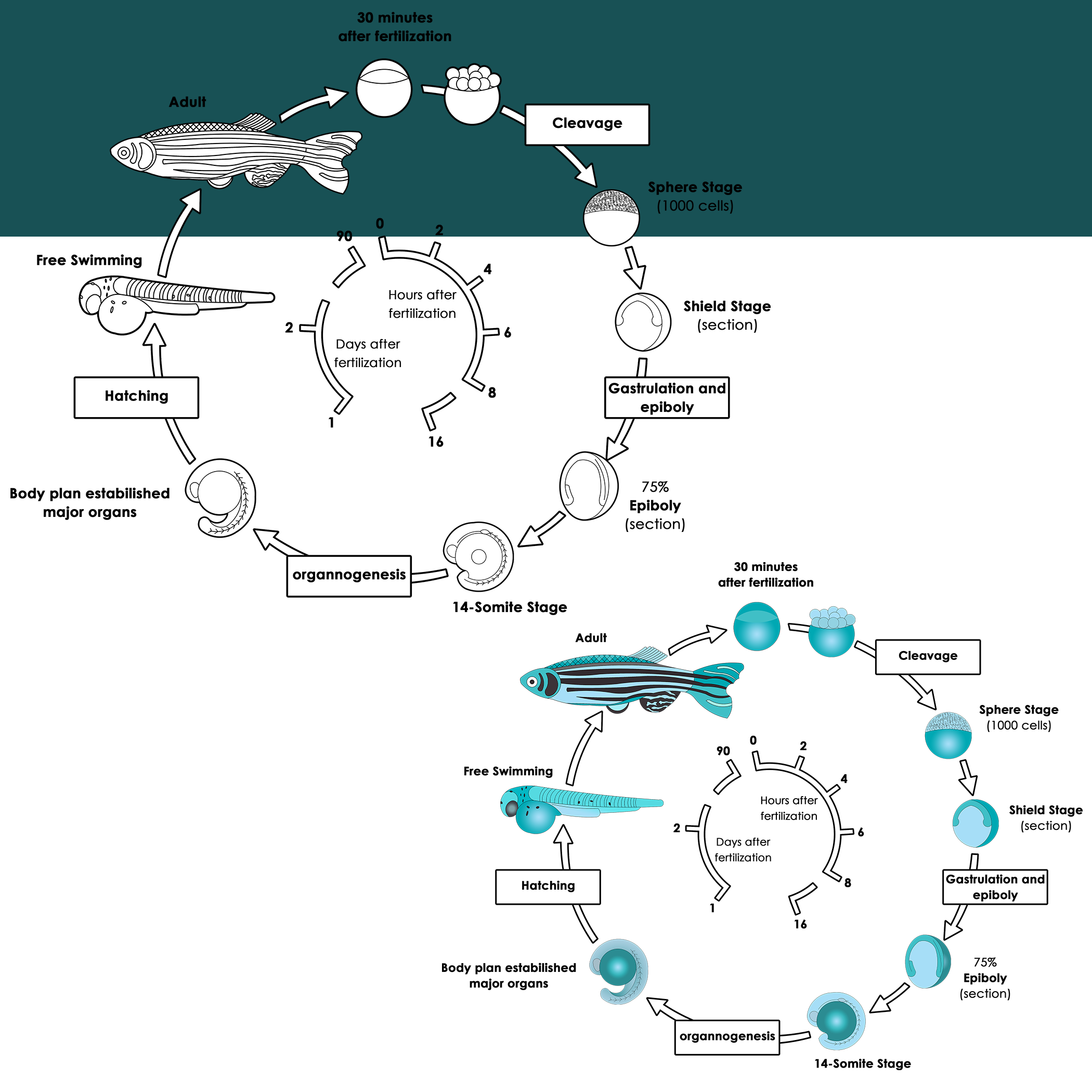 Fish Life Cycle Clipart | Animals Clip Art | Made By Teachers