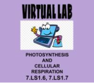 7.LS1.6, 7.LS1.7 Photosynthesis & Cellular Respiration Video Lab | Made ...