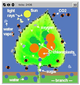 7.LS1.6, 7.LS1.7 Photosynthesis & Cellular Respiration Video Lab | Made ...
