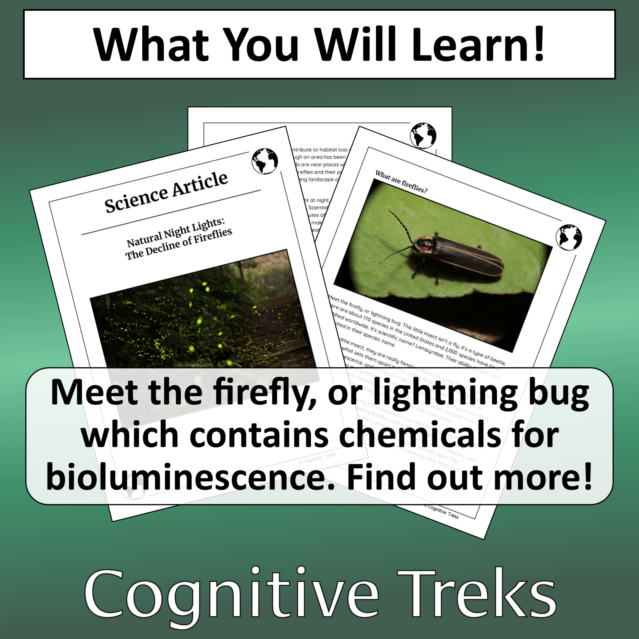 Science Reading Article | Ecology & Life Science | Fireflies ...