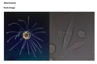 6th Science Lesson Cells and Living Things OAS 6.LS1.1 NGSS MS-LS1-1 ...